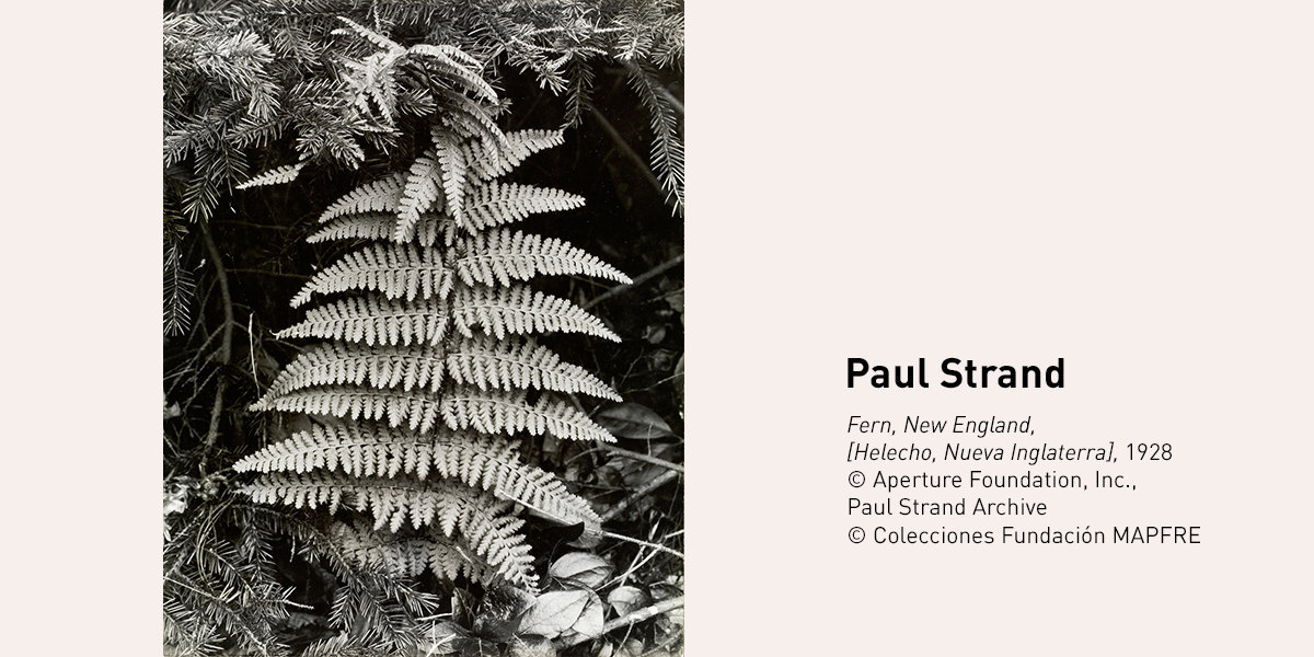 Fotografía "Fern, New England" de Paul Strand - Fundación MAPFRE