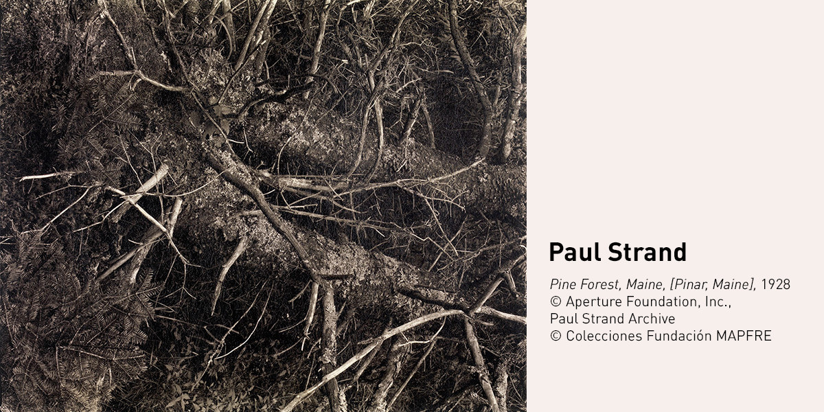 Photography "Pine Forest, Maine" de Paul Strand - Fundación MAPFRE